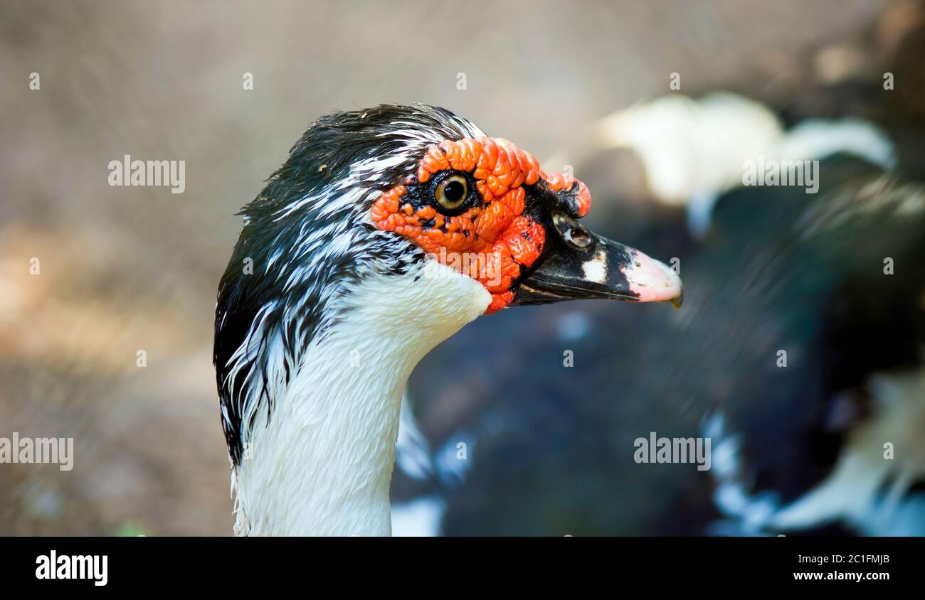 A portrait of a muscovy duck, a species of Geese also known as barbary ...