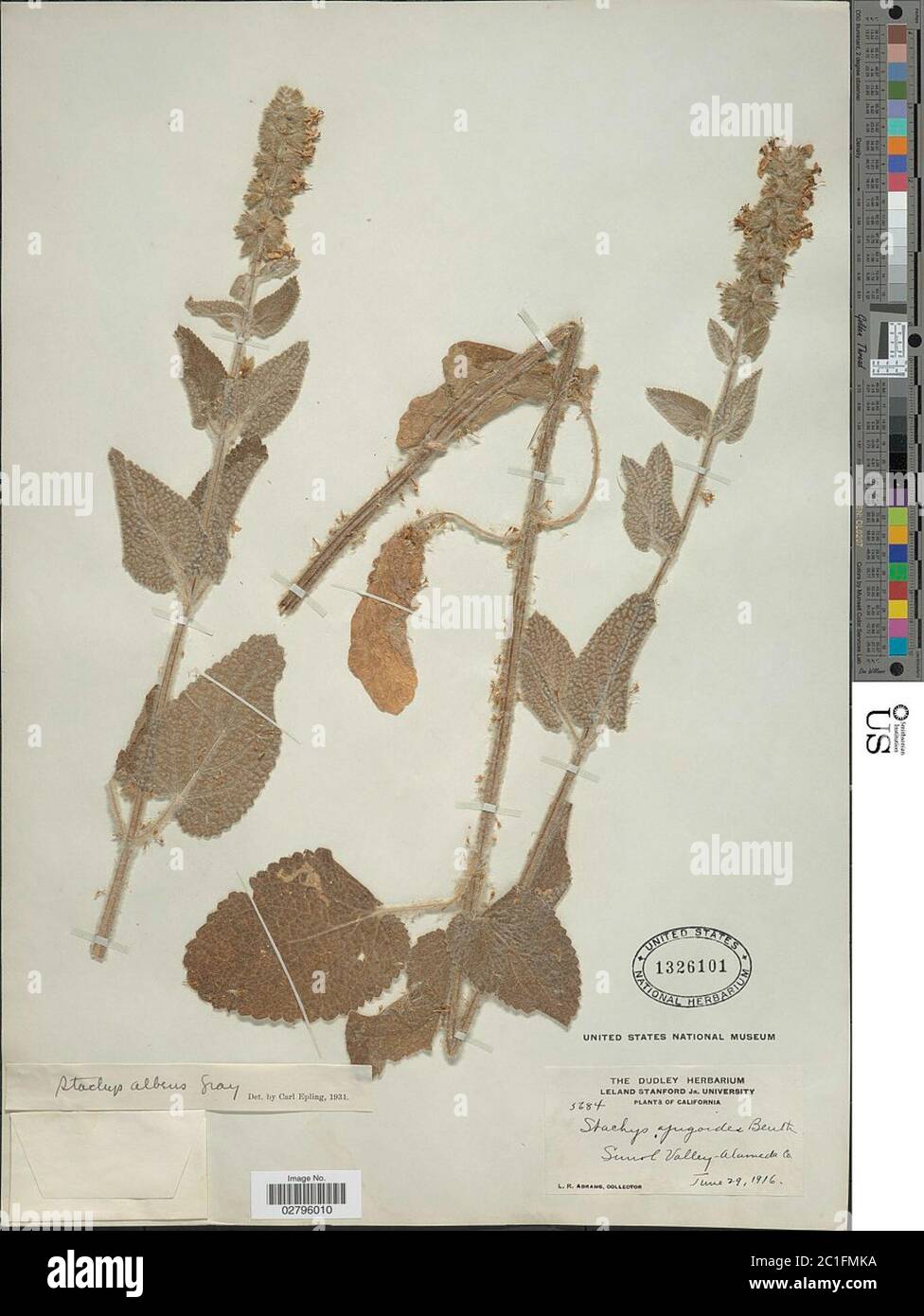 Stachys albens A Gray Stachys albens A Gray Stock Photo - Alamy