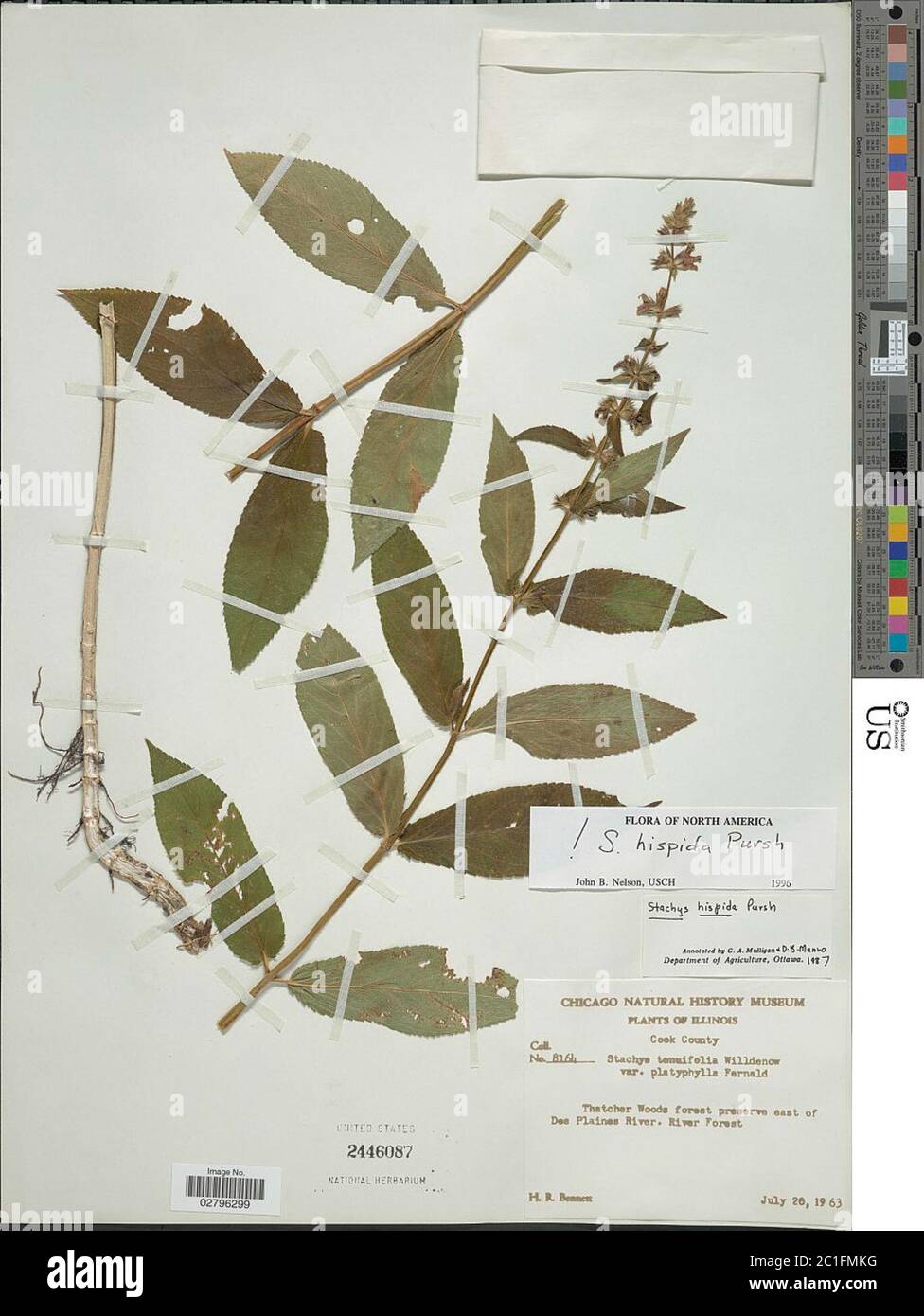 Stachys hispida Pursh Stachys hispida Pursh Stock Photo - Alamy