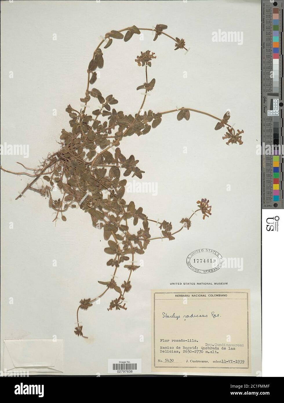 Stachys radicans Epling Stachys radicans Epling Stock Photo - Alamy