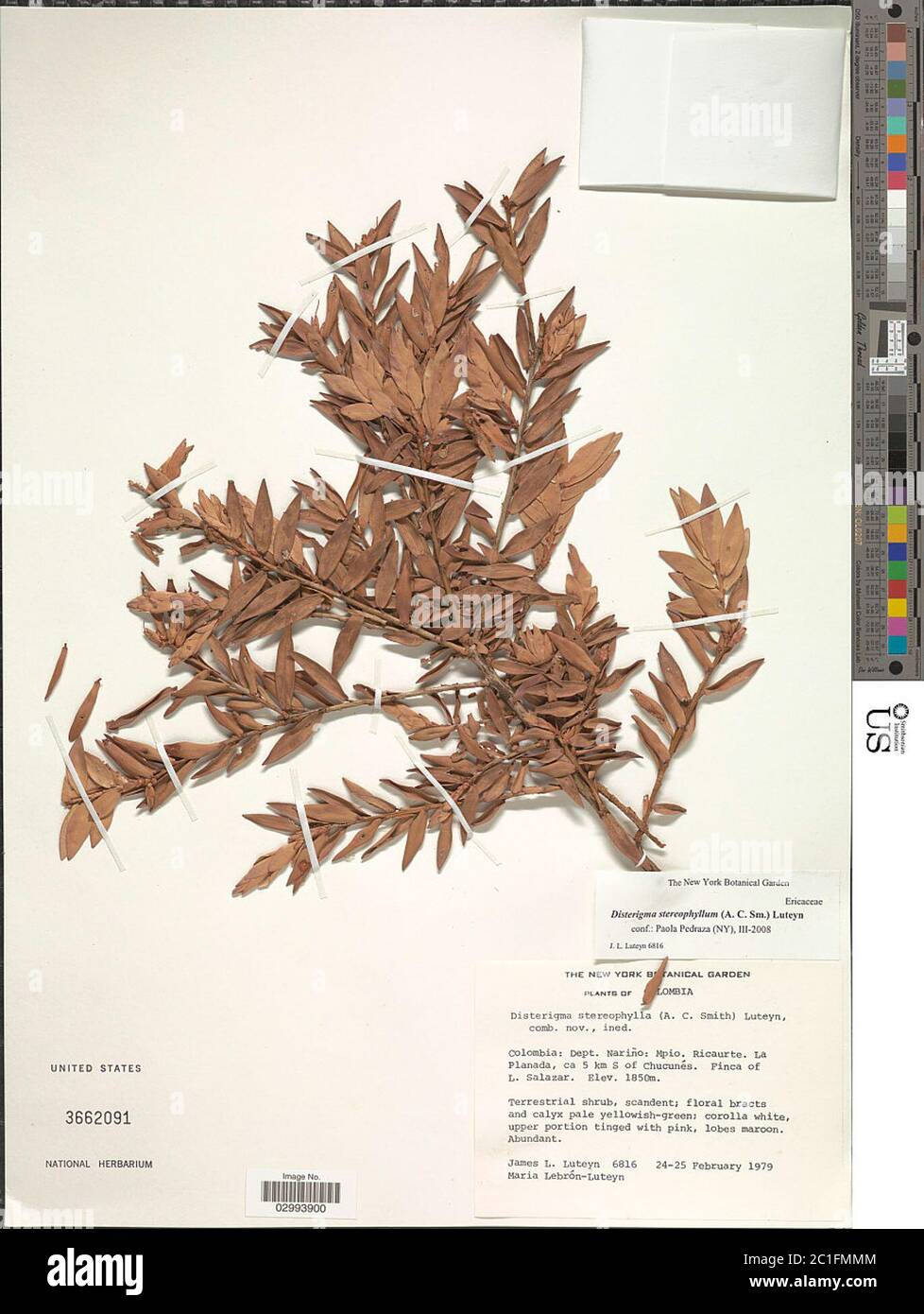Disterigma stereophyllum AC Sm Luteyn Disterigma stereophyllum AC Sm ...