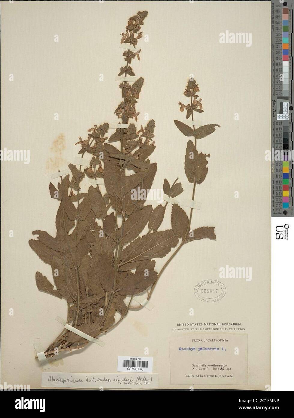 Stachys rigida Stachys rigida Stock Photo - Alamy