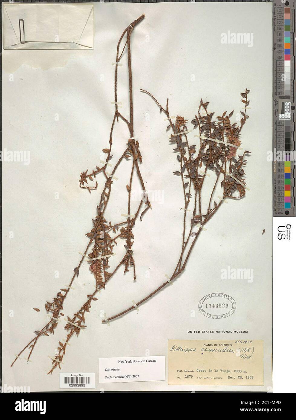 Disterigma sp Disterigma sp Stock Photo - Alamy