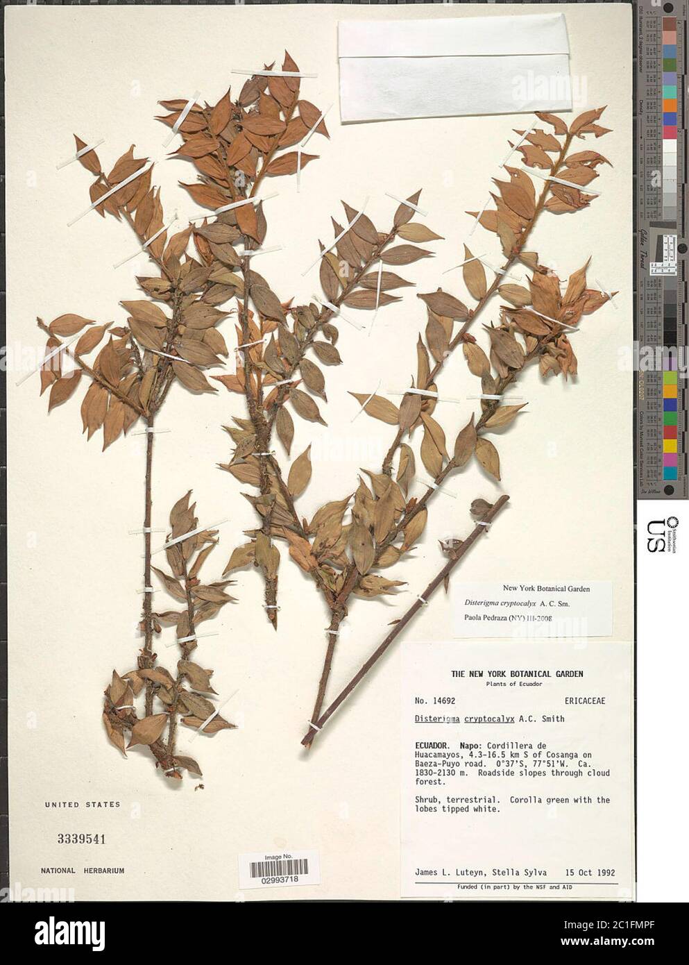 Disterigma cryptocalyx AC Sm Disterigma cryptocalyx AC Sm Stock Photo ...