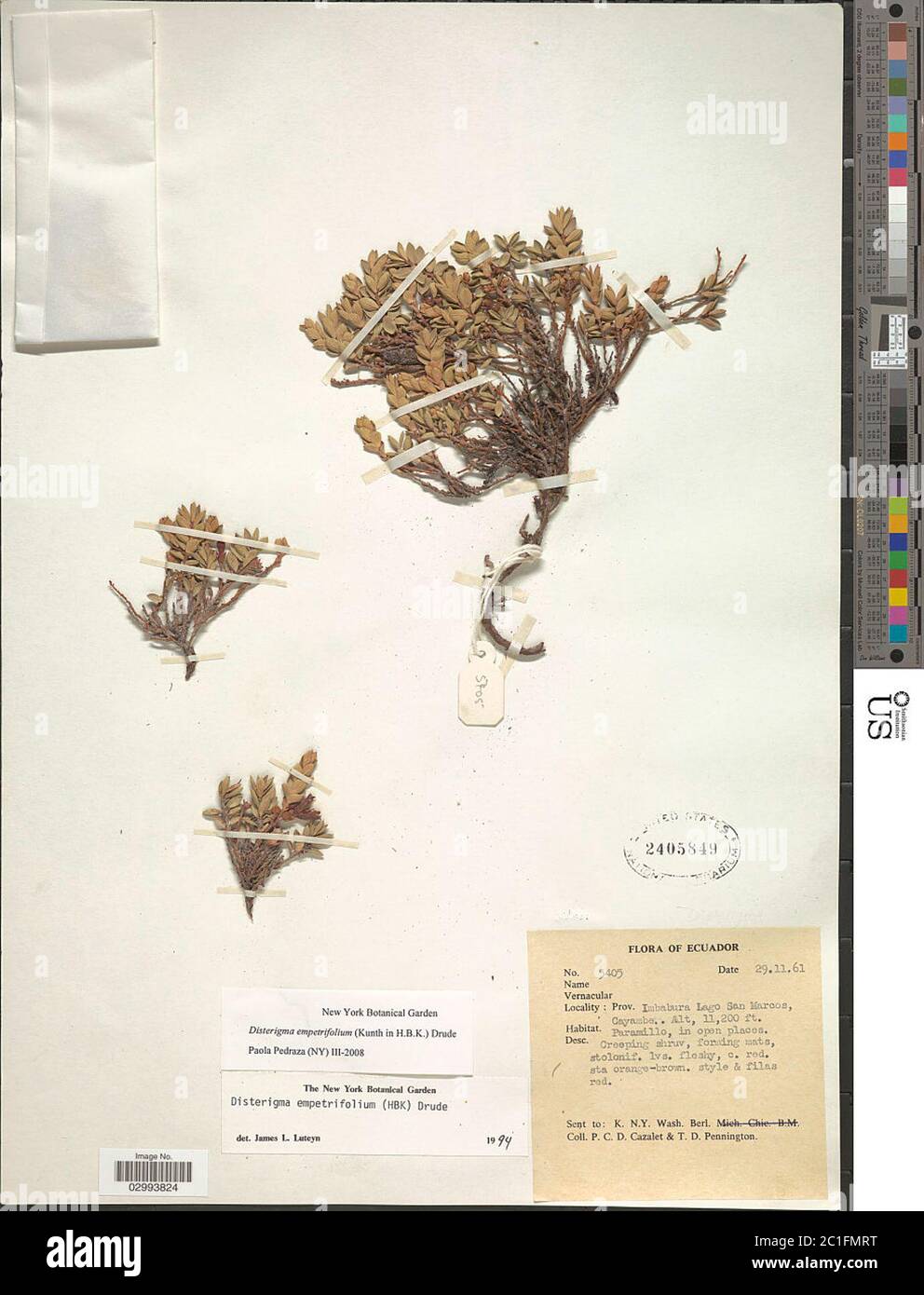 Disterigma empetrifolium Kunth Drude Disterigma empetrifolium Kunth ...