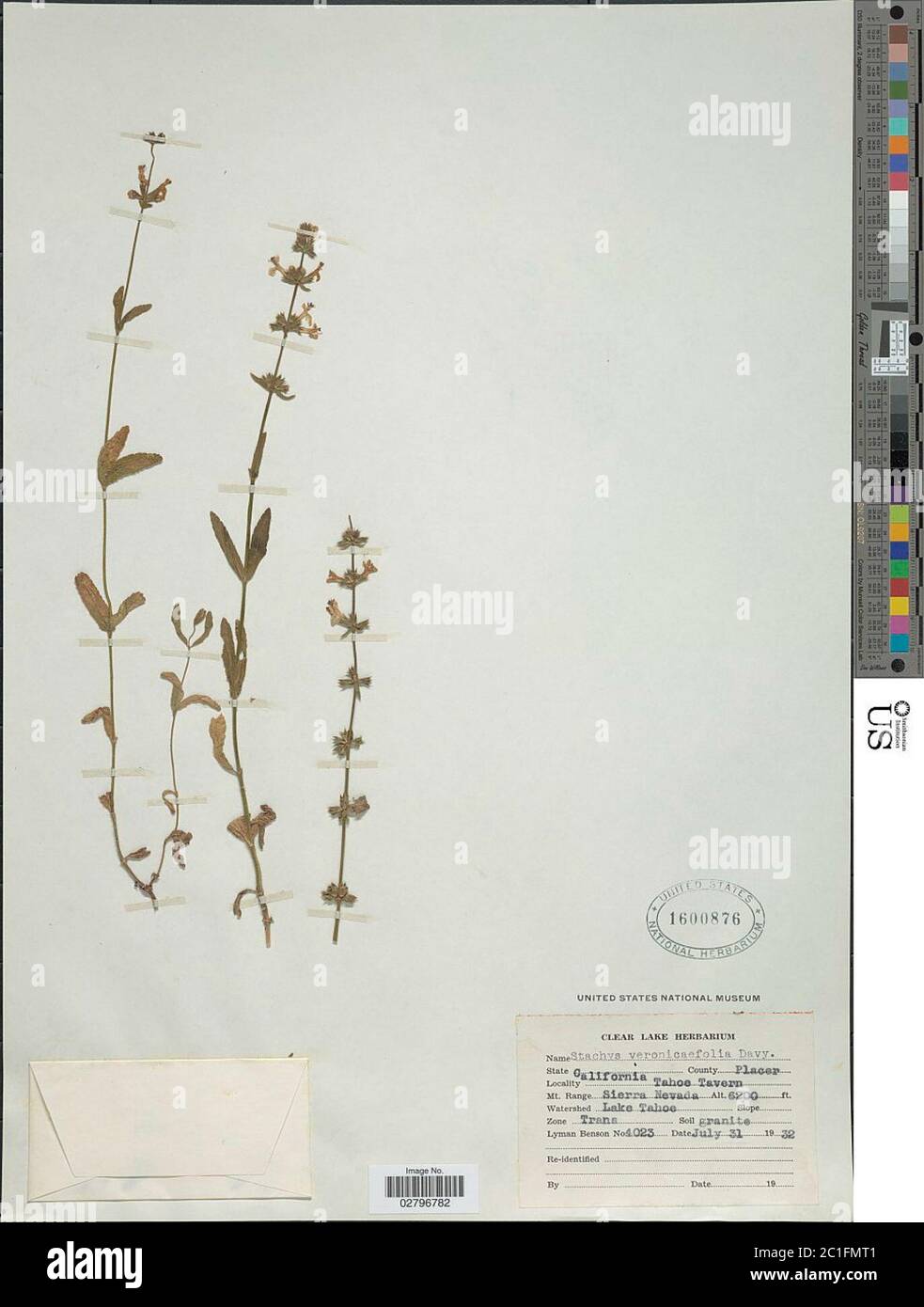 Stachys rigida Stachys rigida Stock Photo - Alamy