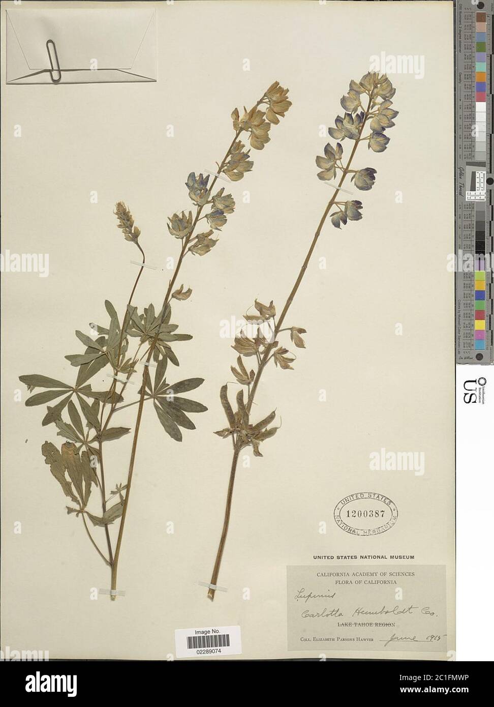 Lupinus sp Lupinus sp Stock Photo - Alamy