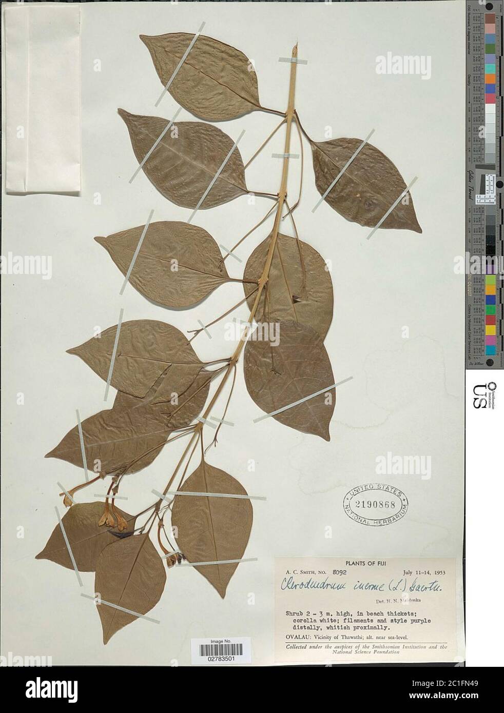 Clerodendrum inerme L Gaertn Clerodendrum inerme L Gaertn Stock Photo ...