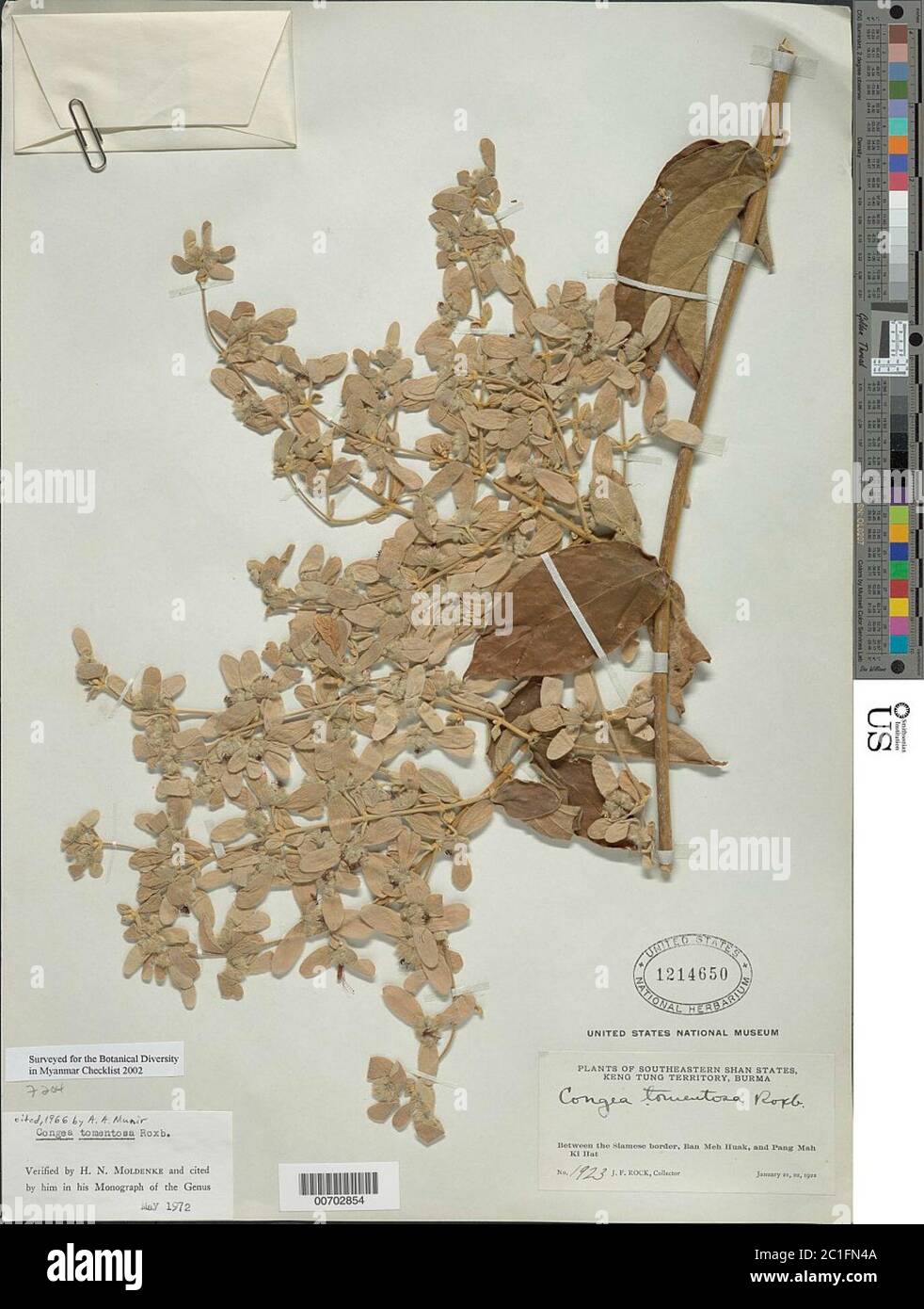 Congea tomentosa Roxb Congea tomentosa Roxb Stock Photo - Alamy