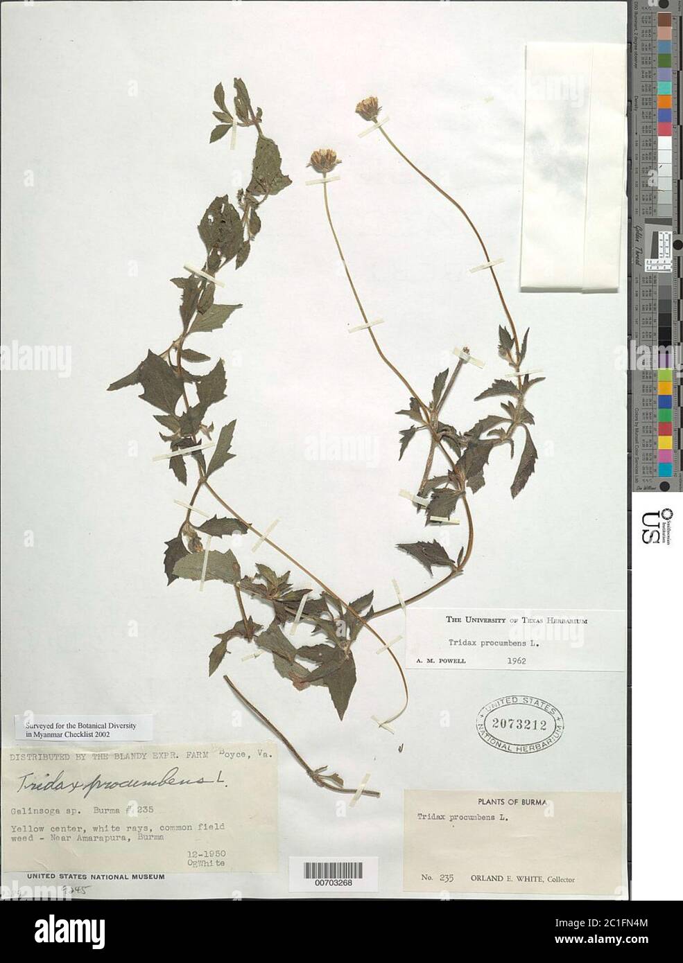 Tridax procumbens L Tridax procumbens L Stock Photo - Alamy