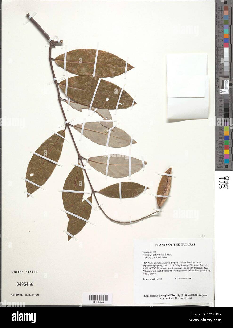 Trigonia subcymosa Benth Trigonia subcymosa Benth Stock Photo - Alamy