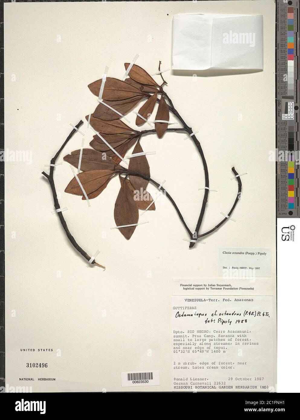 Clusia octandra Poepp Pipoly Clusia octandra Poepp Pipoly Stock Photo ...