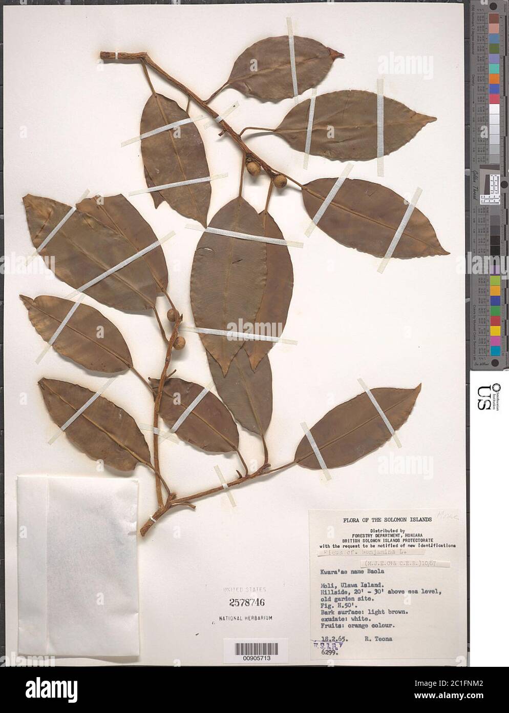 Ficus benjamina l hi-res stock photography and images - Alamy