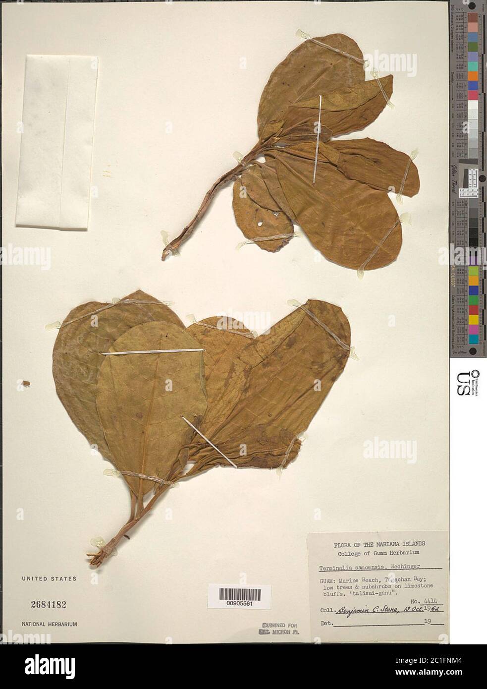 Terminalia samoensis Rech Terminalia samoensis Rech Stock Photo - Alamy