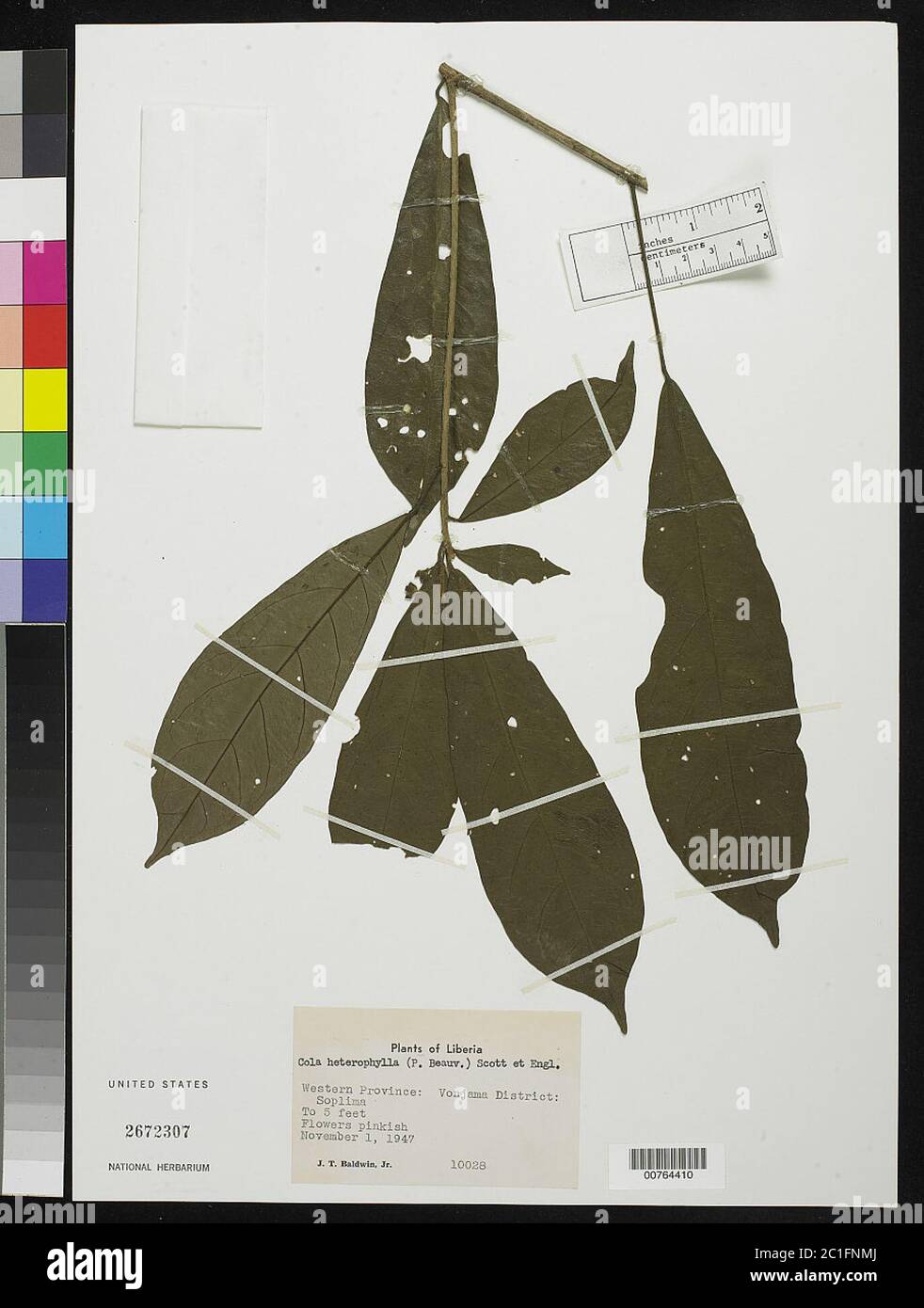 Cola heterophylla P Beauv Schott Endl Cola heterophylla P Beauv Schott ...