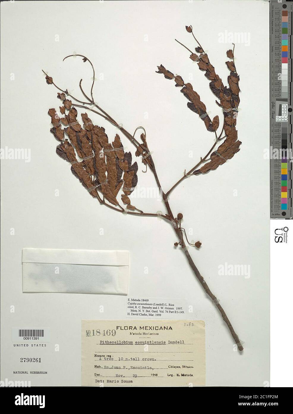 Cojoba escuintlense Lundell L Rico Cojoba escuintlense Lundell L Rico ...