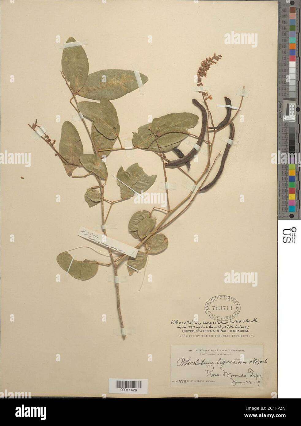 Pithecellobium lanceolatum Willd Benth Pithecellobium lanceolatum Willd ...