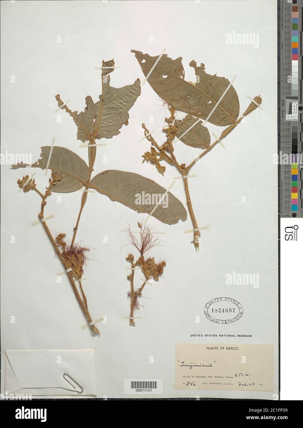 Inga sp Inga sp Stock Photo - Alamy