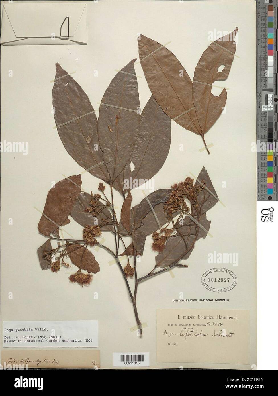 Inga punctata Willd Inga punctata Willd Stock Photo - Alamy