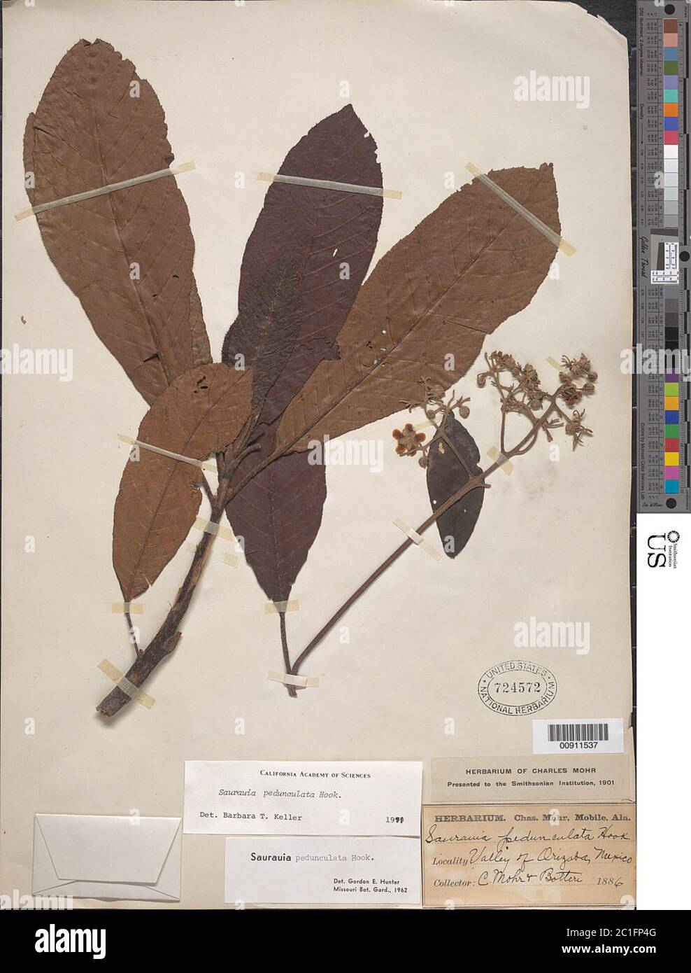 Saurauia pedunculata hi-res stock photography and images - Alamy