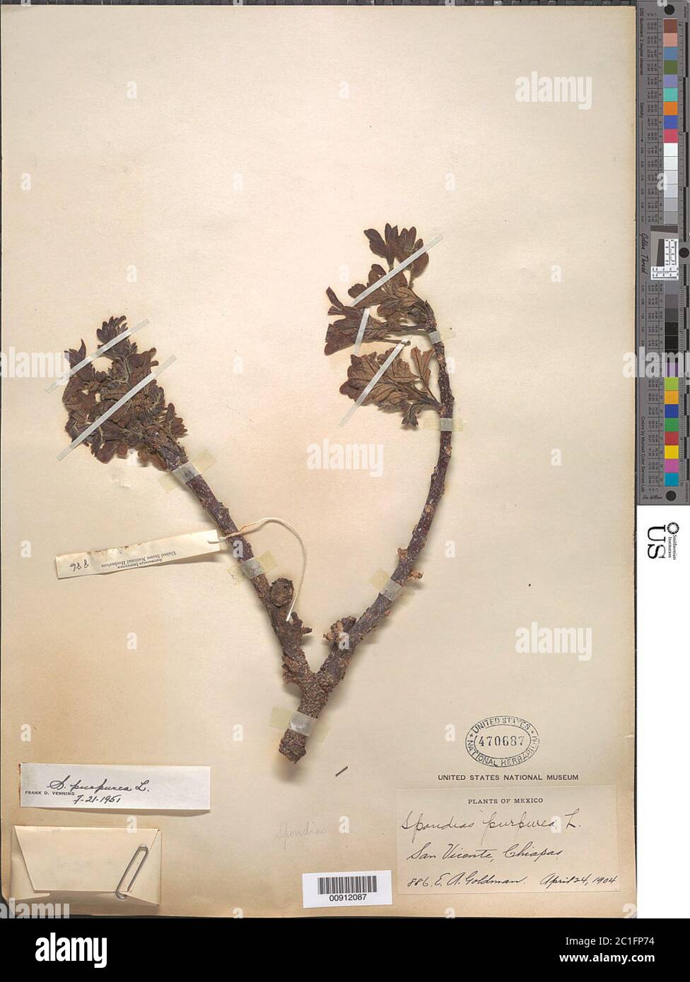 Spondias purpurea L Spondias purpurea L Stock Photo - Alamy