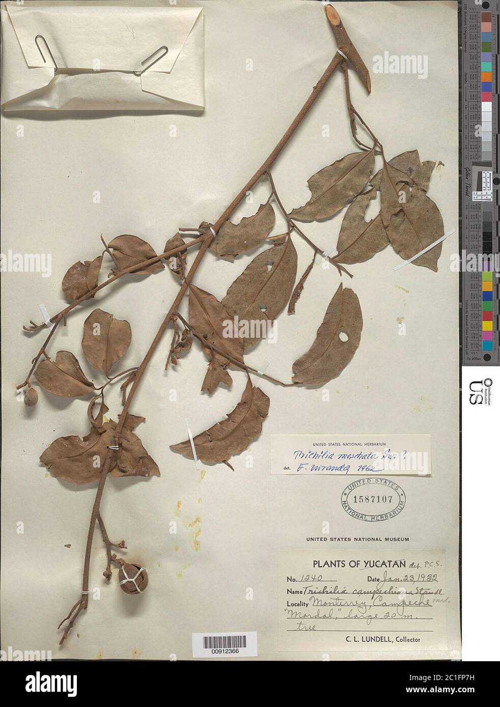 Trichilia moschata Sw Trichilia moschata Sw Stock Photo - Alamy