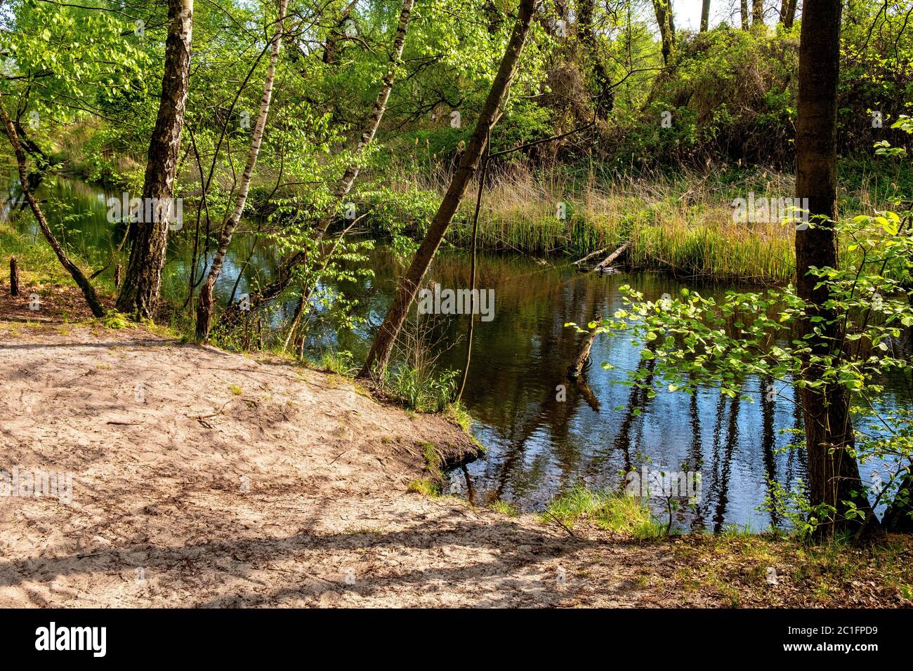 Spring landscape with forest pond in Czarna River nature reserve with ...