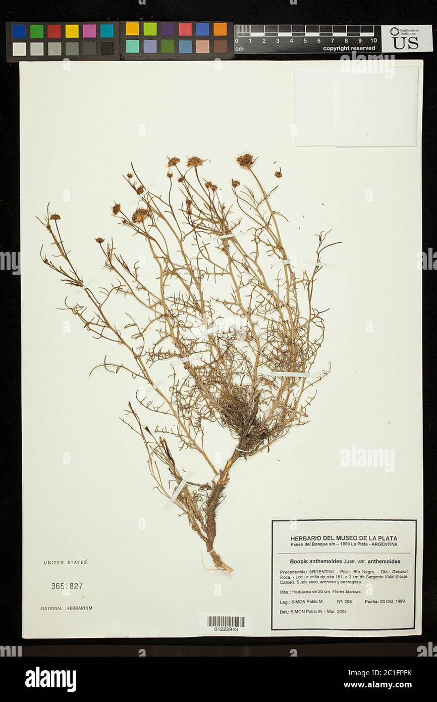 Boopis anthemoides Juss Boopis anthemoides Juss Stock Photo - Alamy