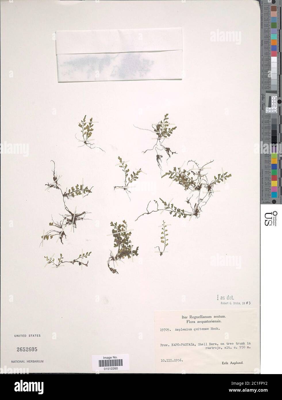 Asplenium quitense Hook Asplenium quitense Hook Stock Photo - Alamy