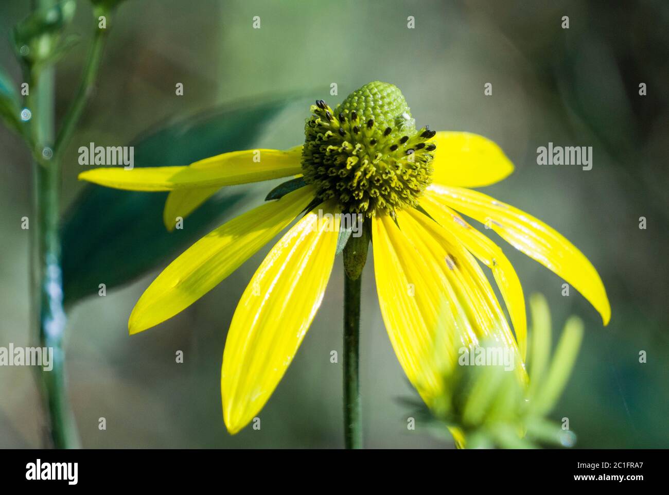 yellow flower of cutleaf coneflower Stock Photo - Alamy
