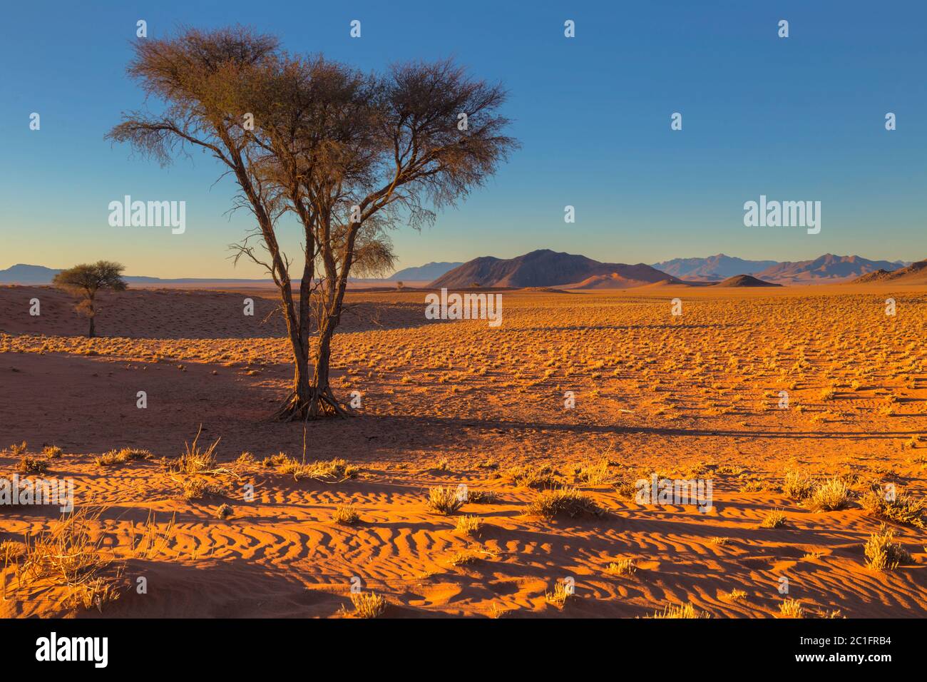 Camel thorn tree in the desert Stock Photo - Alamy