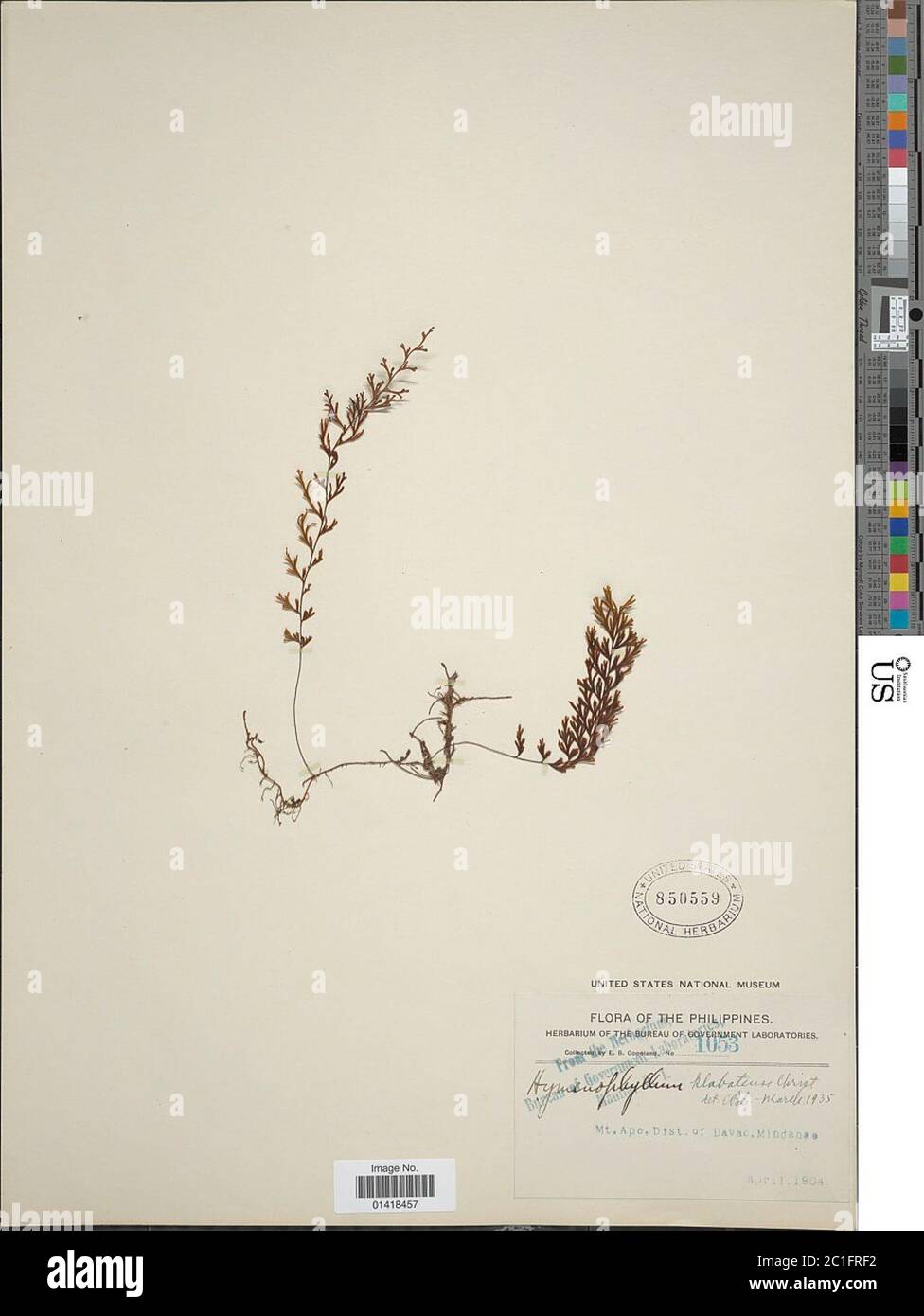 Hymenophyllum klabatense Ching Hymenophyllum klabatense Ching Stock ...