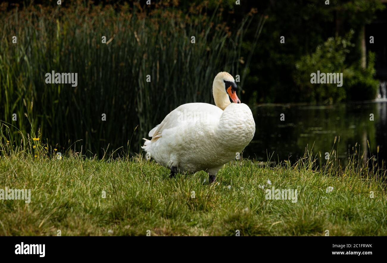 Plants wildlife hi-res stock photography and images - Alamy