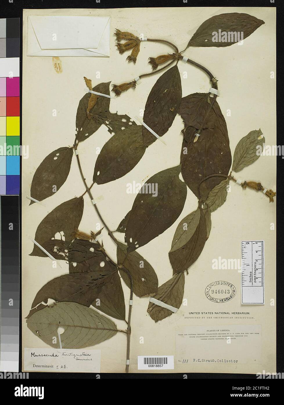 Cumm hi-res stock photography and images - Alamy