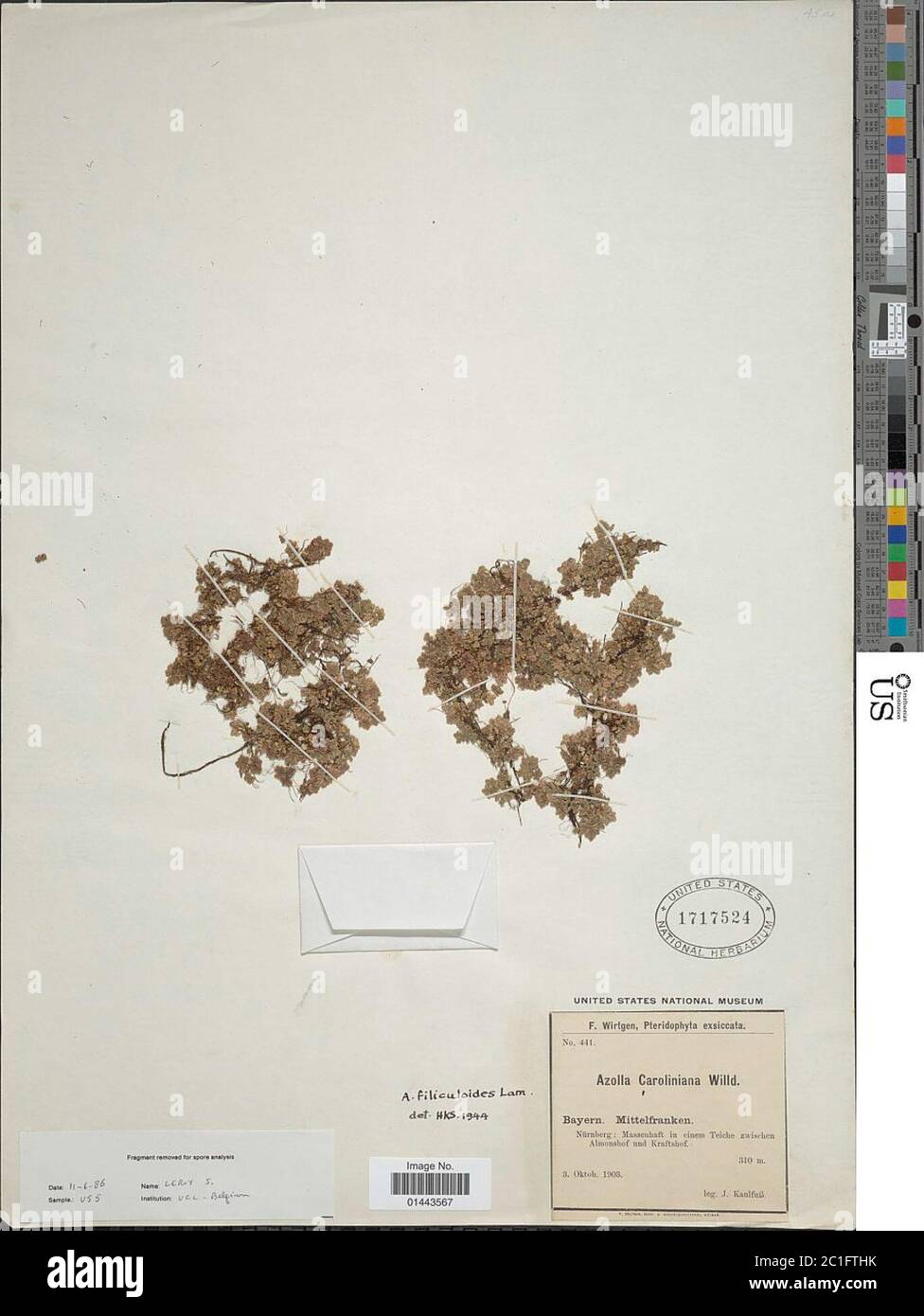 Azolla filiculoides Lam Azolla filiculoides Lam Stock Photo - Alamy