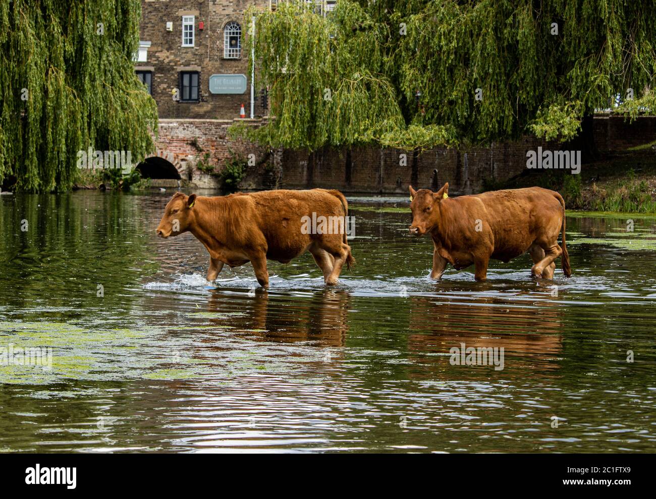 Red sussex cattle hi-res stock photography and images - Alamy