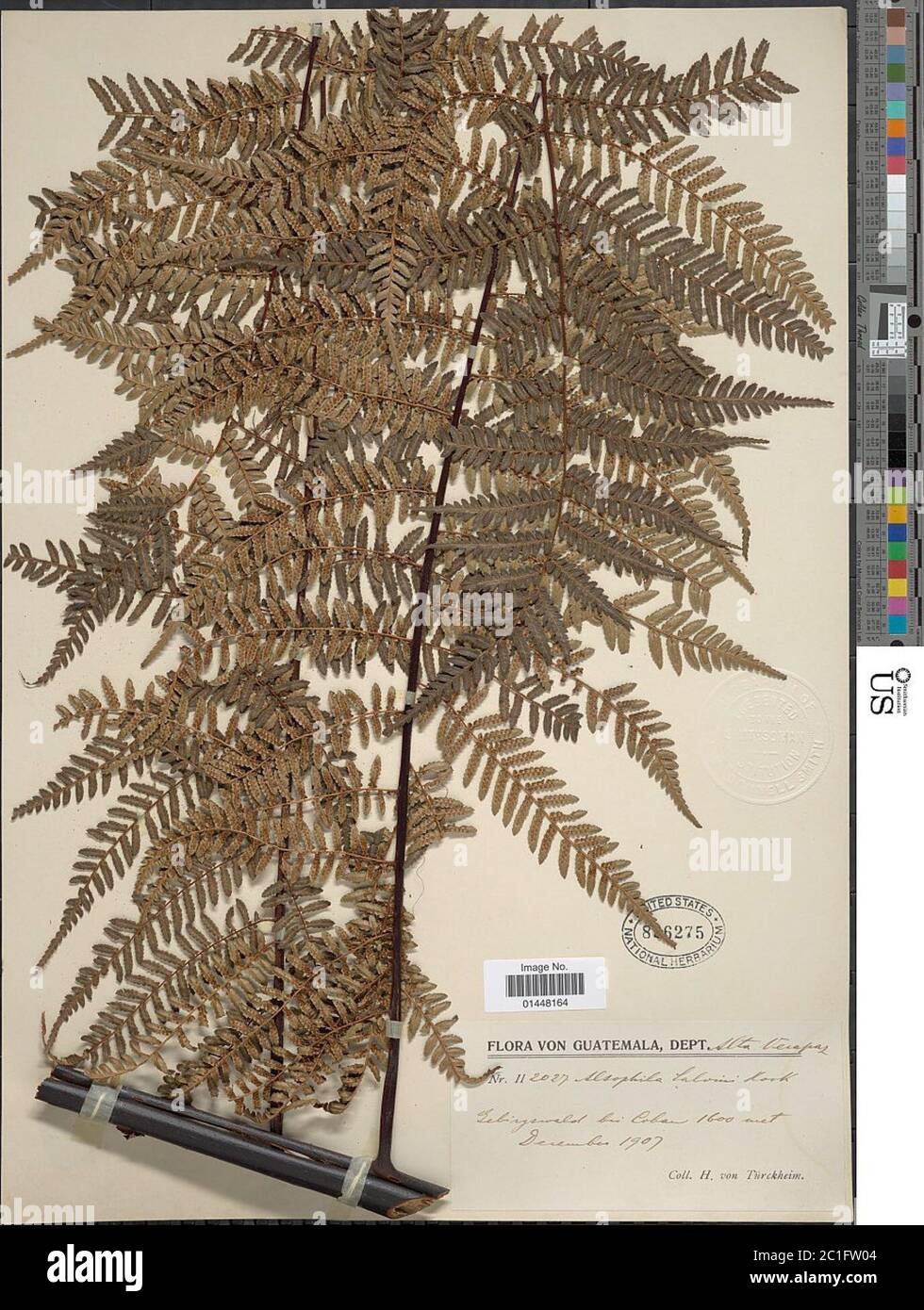 Sphaeropteris atrox hi-res stock photography and images - Alamy