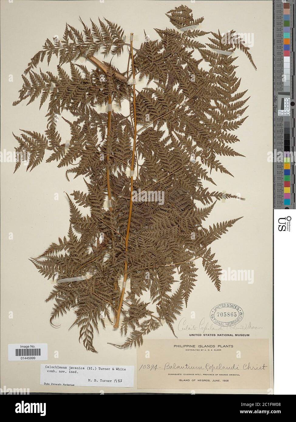 Calochlaena javanica Blume MD Turner RA White Calochlaena javanica ...