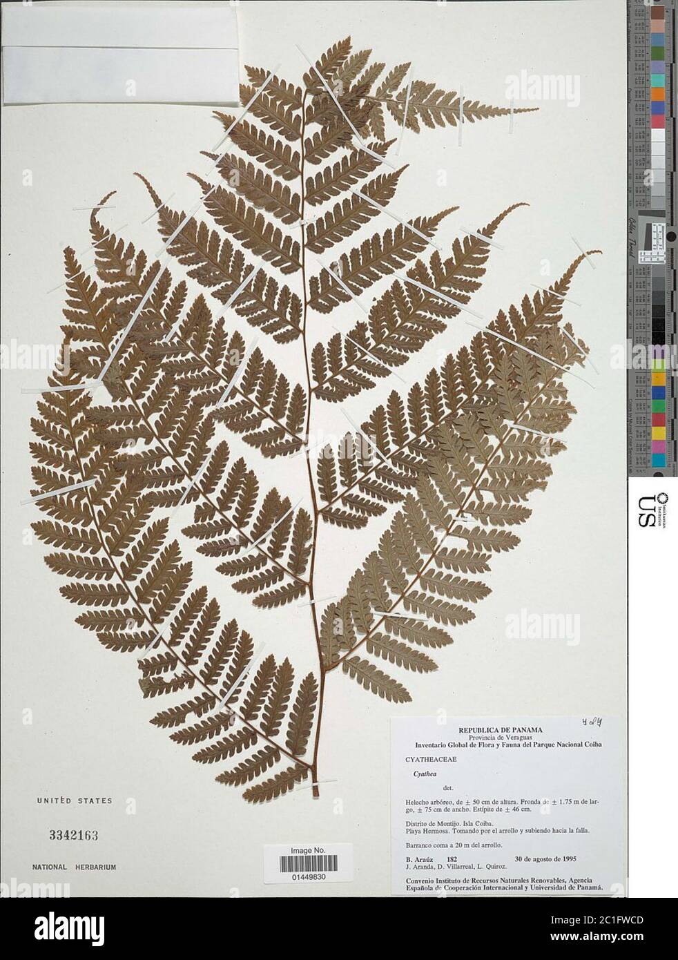 Cyathea sp hi-res stock photography and images - Alamy