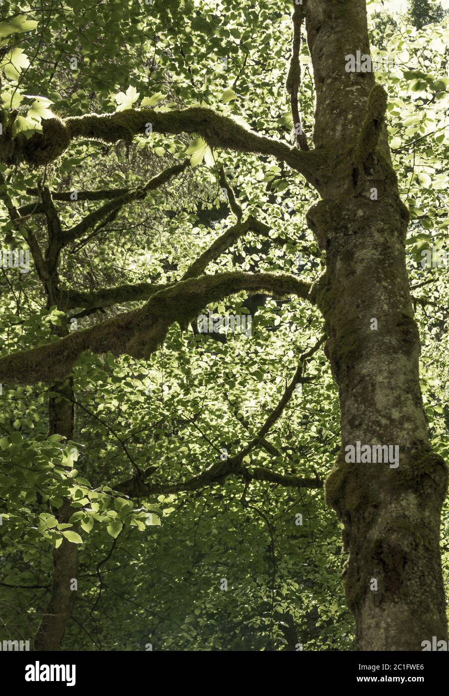 May moss hi-res stock photography and images - Alamy