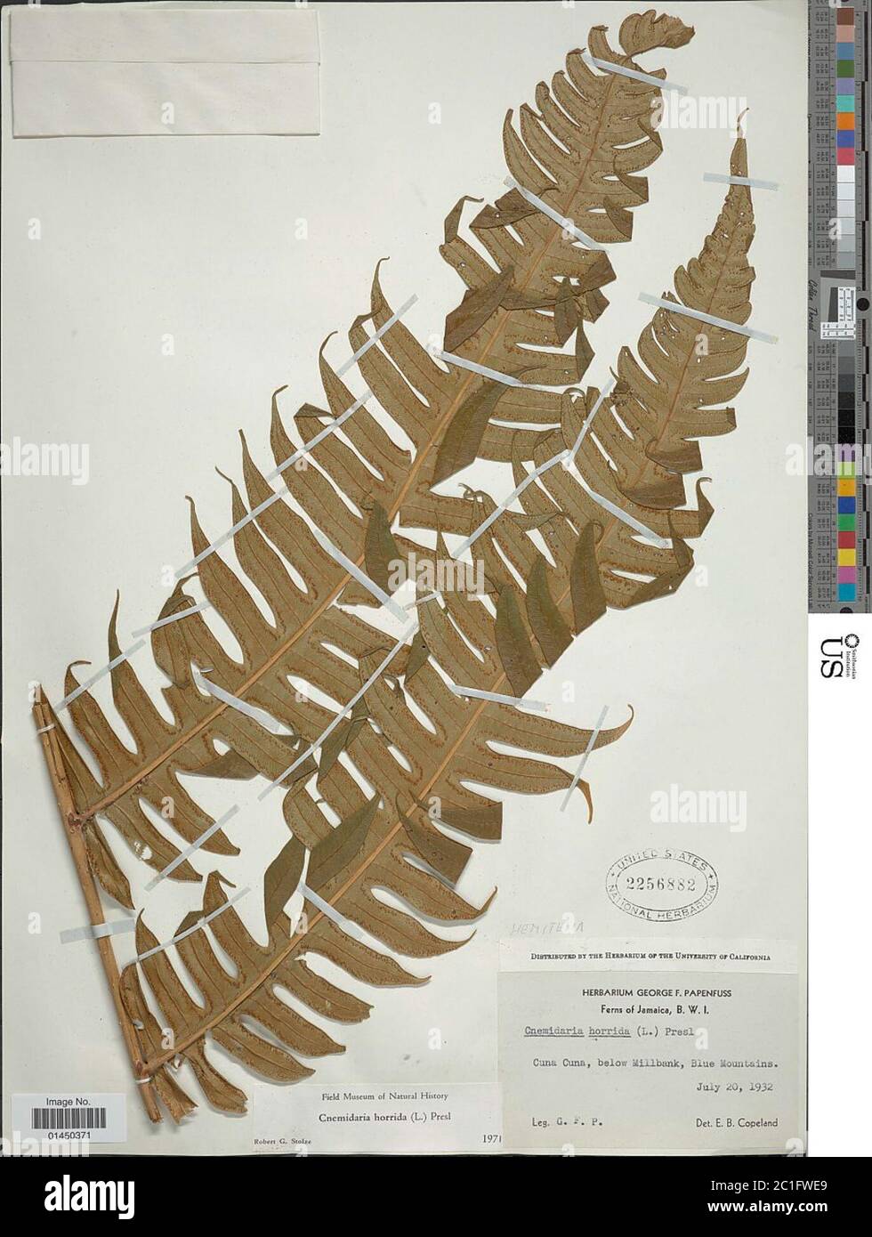 Cyathea horrida hi-res stock photography and images - Alamy