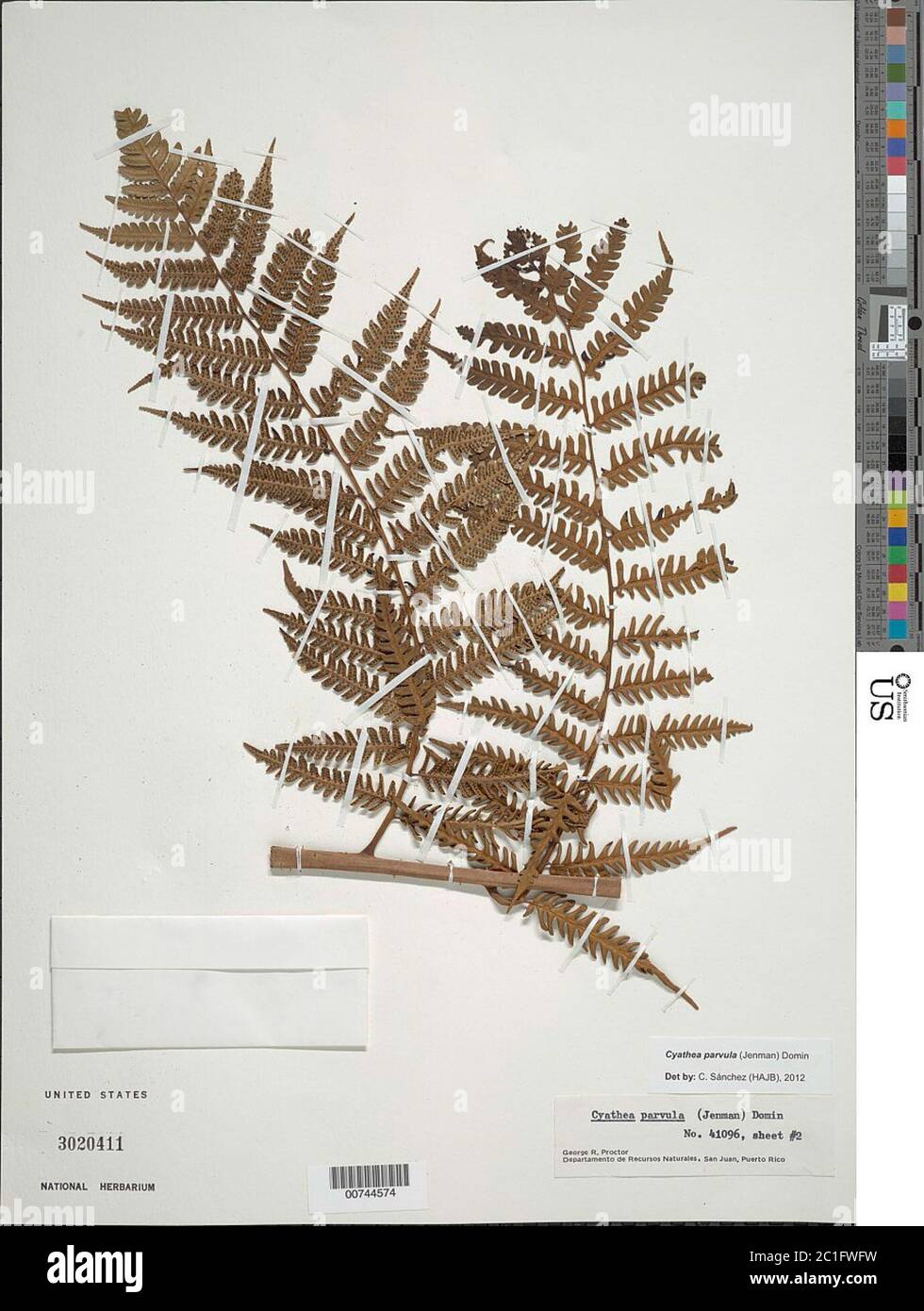Cyathea genus hi-res stock photography and images - Alamy