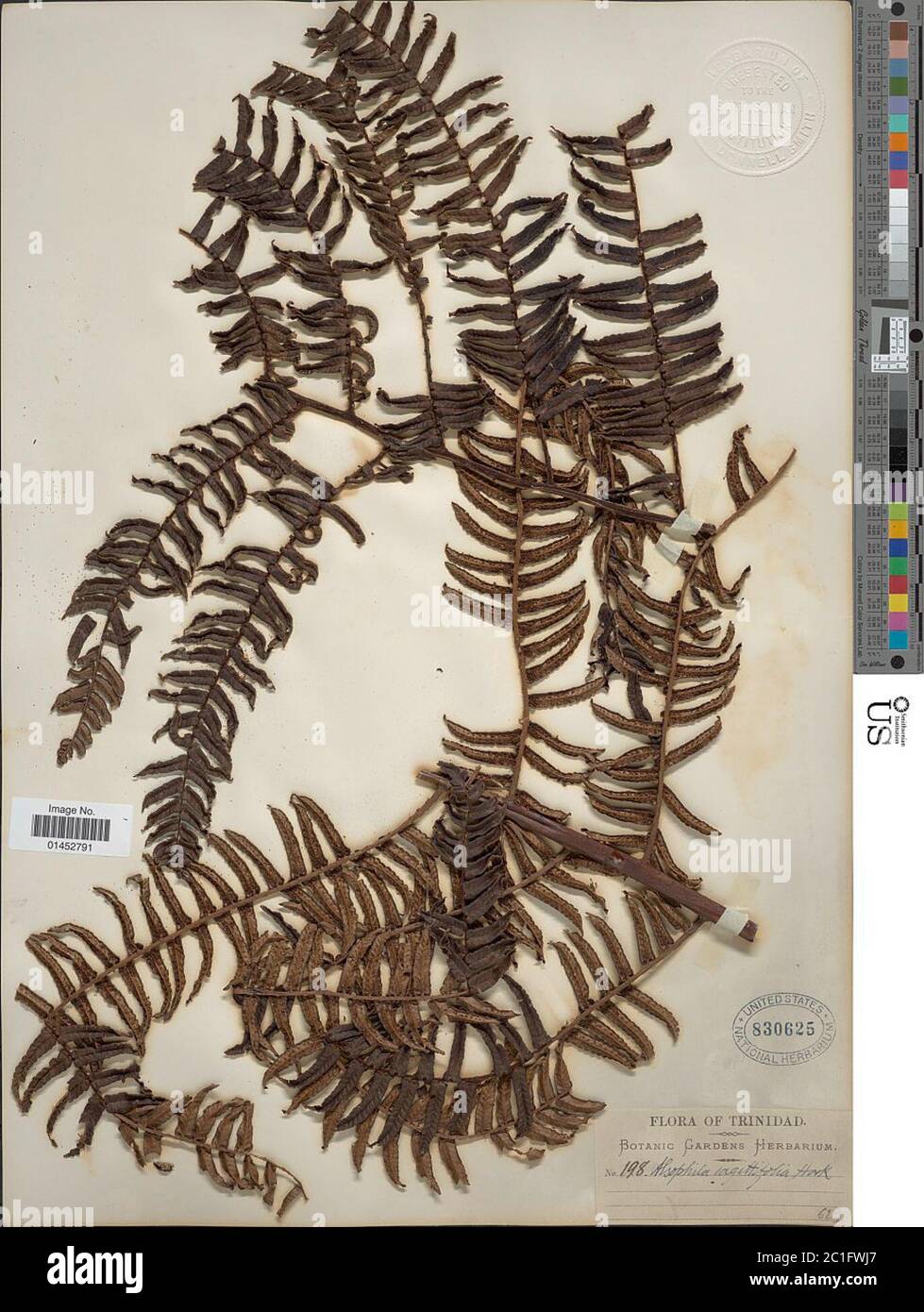 Cyathea sagittifolia Hook Domin Cyathea sagittifolia Hook Domin Stock ...