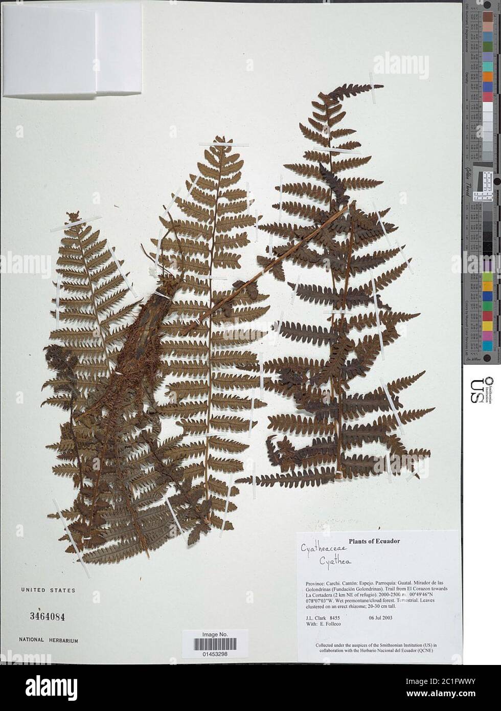 Cyathea sp Cyathea sp Stock Photo - Alamy