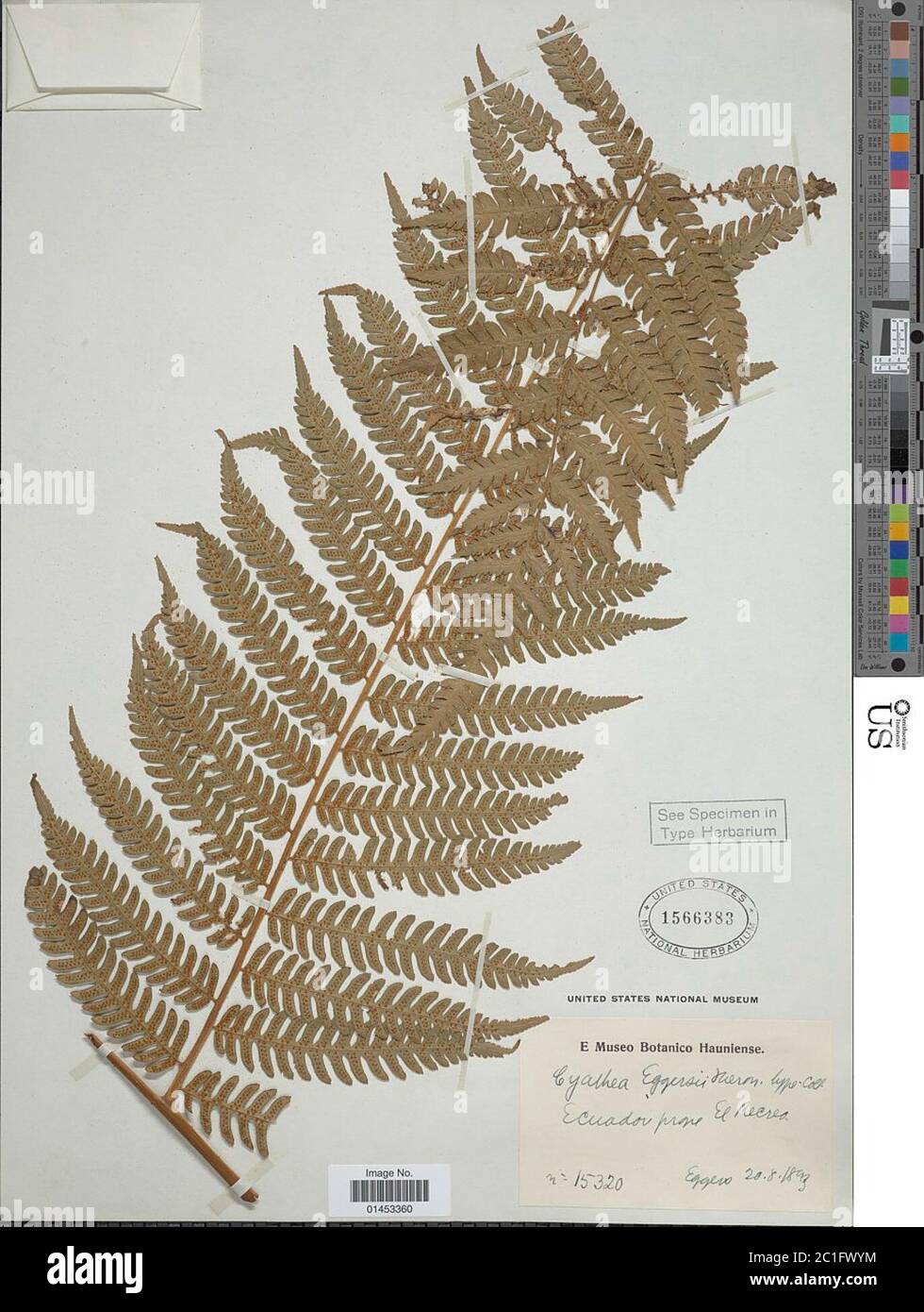 Cyathea sp Cyathea sp Stock Photo - Alamy