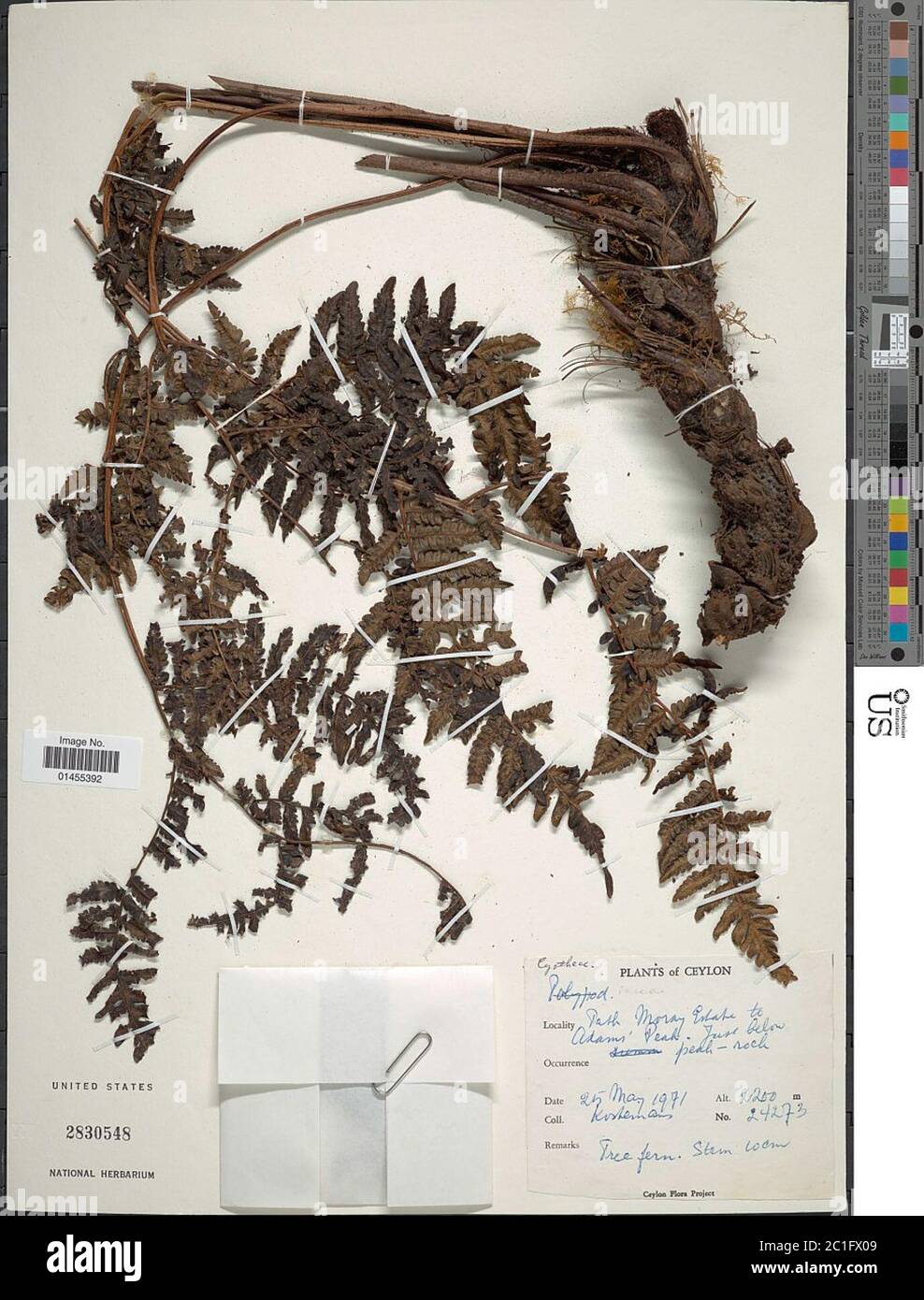 Alsophila sp hi-res stock photography and images - Alamy