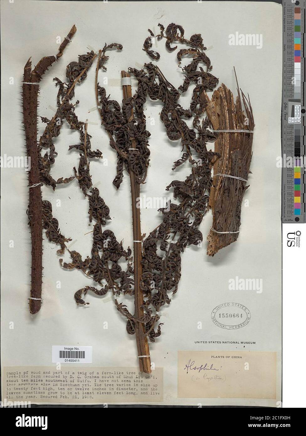 Alsophila sp hi-res stock photography and images - Alamy