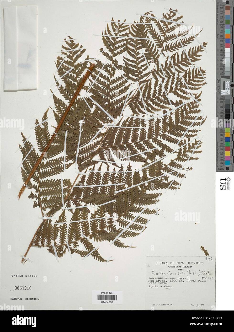 Cyathea lunulata hi-res stock photography and images - Alamy