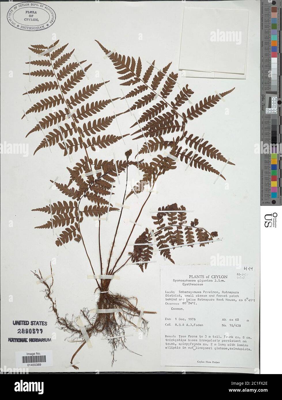 Alsophila sp hi-res stock photography and images - Alamy