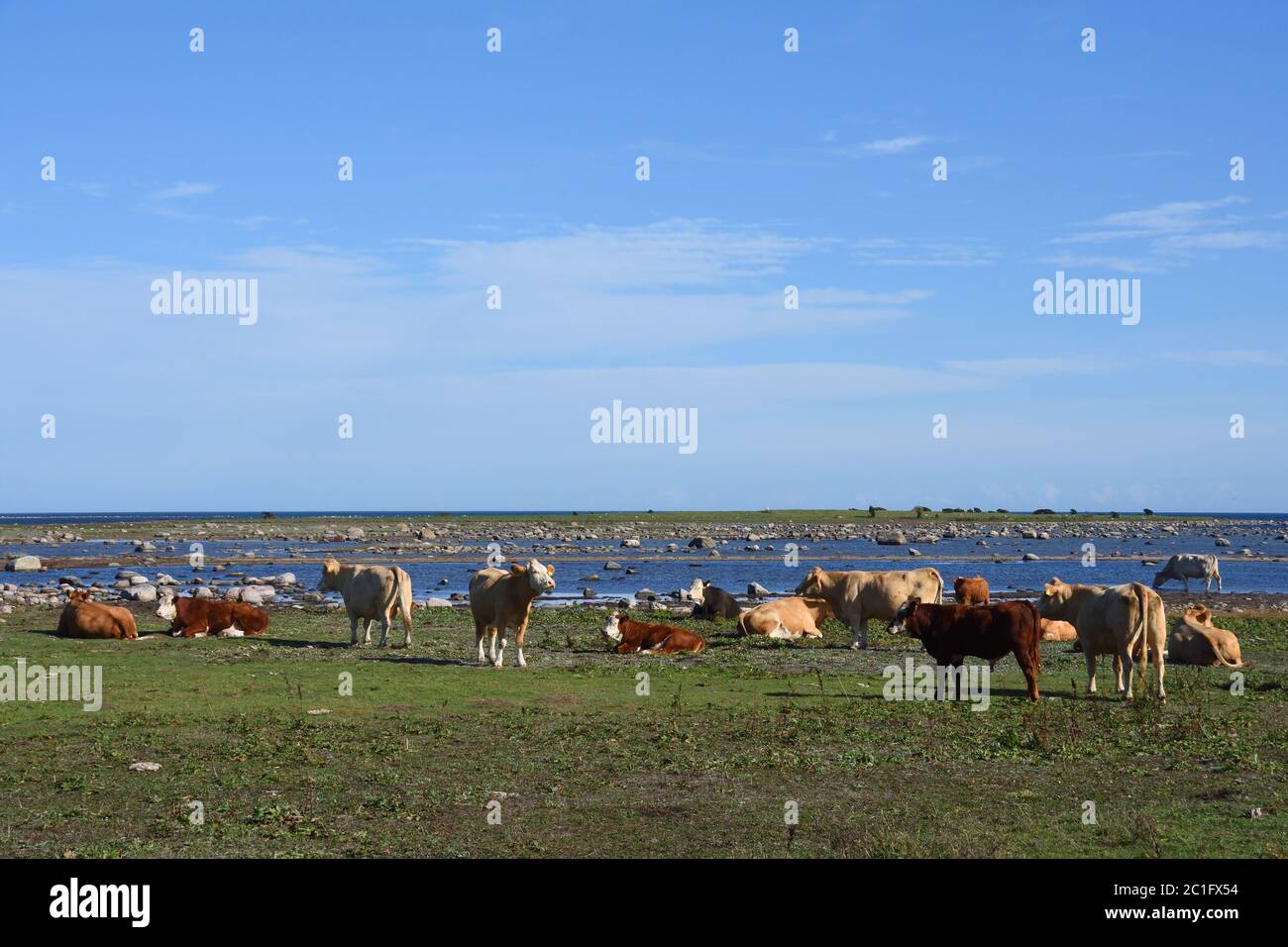 A cow herd on the Baltic Sea in Sweden Stock Photo - Alamy